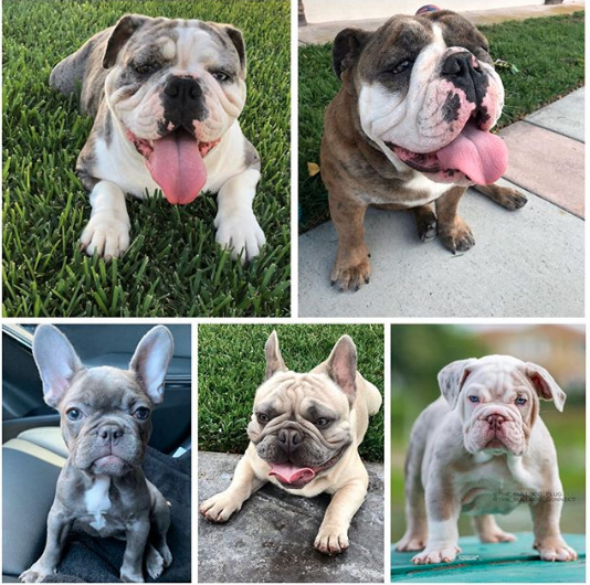 Anaheim Couple Offers $55,000 Reward for Return of Their 5 Bulldogs ...