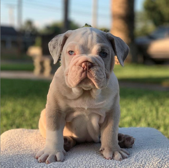 Anaheim Couple Offers $55,000 Reward for Return of Their 5 Bulldogs ...